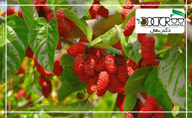 خواص توت؛ بررسی خاصیت عجیب و باور نکردنی انواع توت ها | نهالستان دکتر نهال