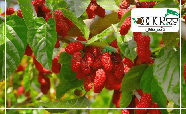 خواص توت: (بررسی 17 خاصیت توت سفید و قرمز) (اسفند 1403) - دکتر نهال