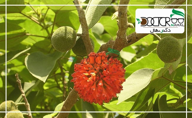 خواص توت؛ بررسی خاصیت عجیب و باور نکردنی انواع توت ها | نهالستان دکتر نهال