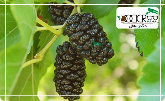 خواص توت؛ بررسی خاصیت عجیب و باور نکردنی انواع توت ها | نهالستان دکتر نهال