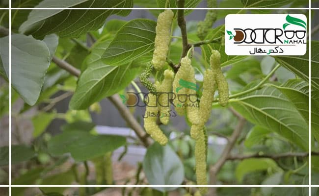 خواص توت؛ بررسی خاصیت عجیب و باور نکردنی انواع توت ها | نهالستان دکتر نهال