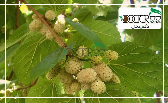 خواص توت؛ بررسی خاصیت عجیب و باور نکردنی انواع توت ها | نهالستان دکتر نهال
