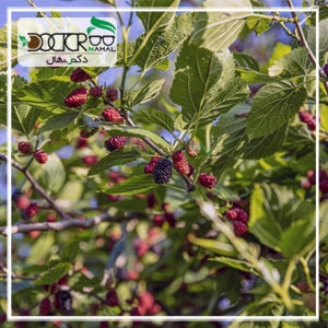 کاشت نهال توت: (آموزش اصولی کاشت درخت توت) (اردیبهشت 1404) - دکتر نهال